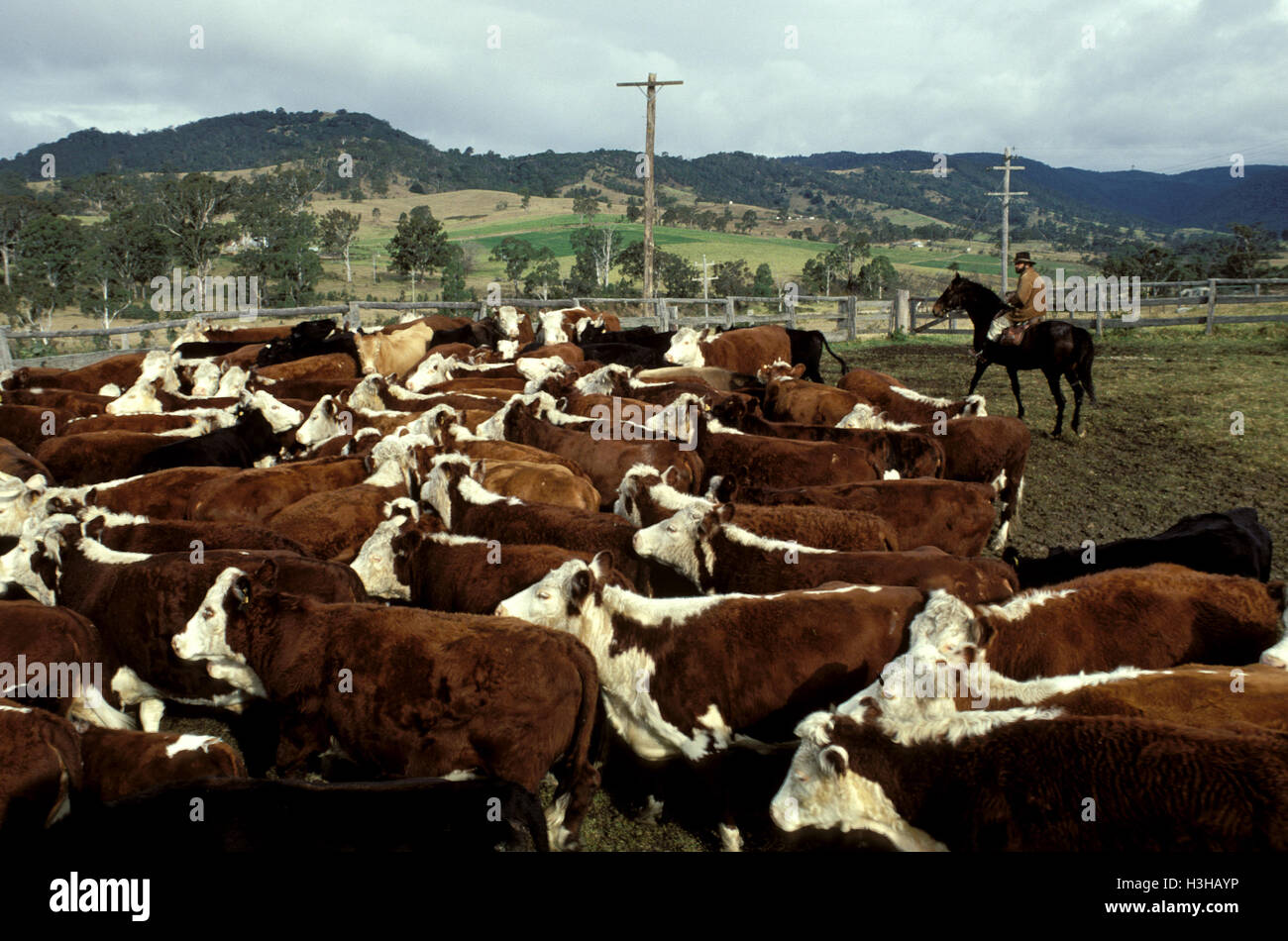 Cattle mustering hi-res stock photography and images - Alamy