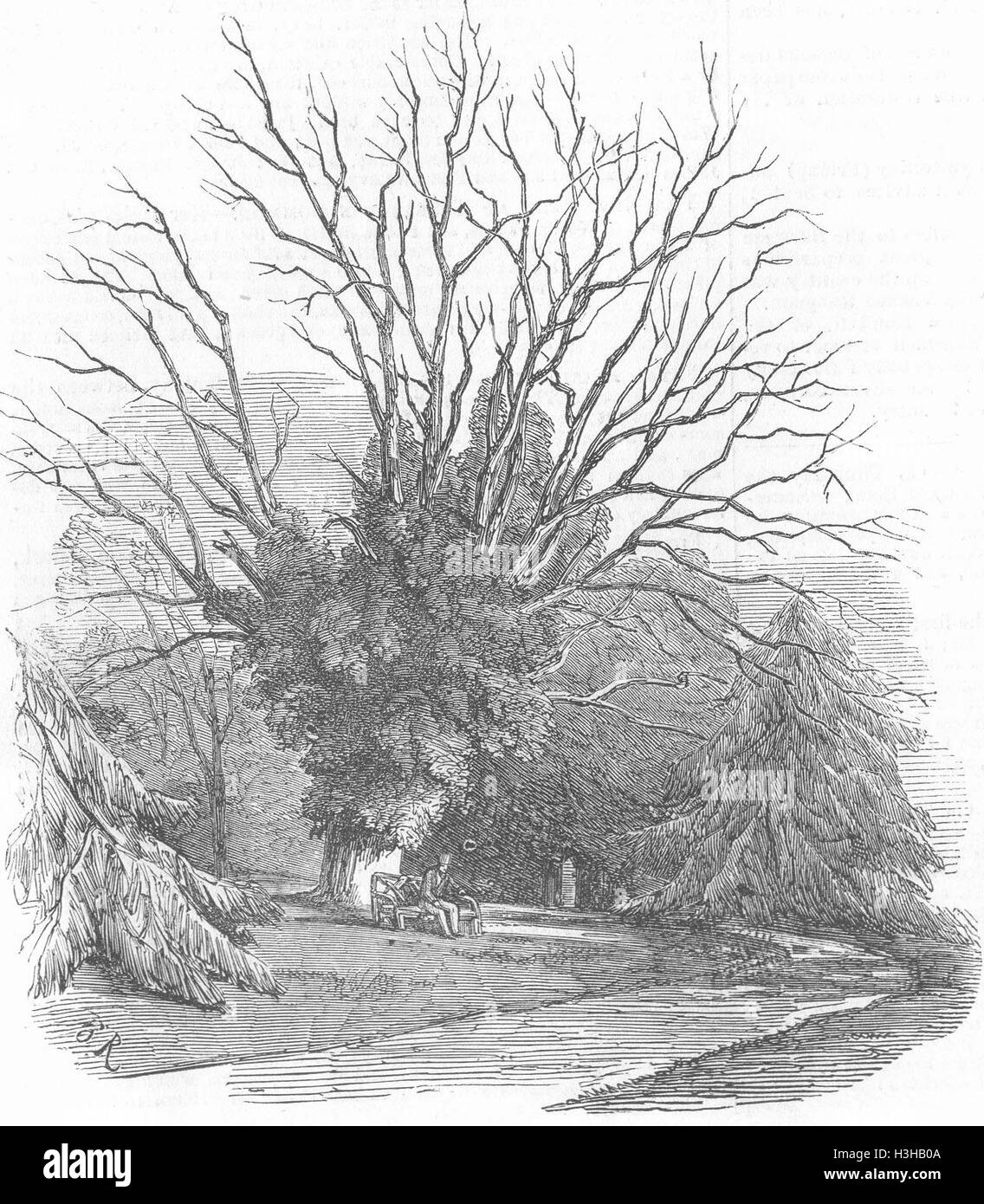 HANTS Stratfield Saye-Duke's favourite tree 1852. Illustrated London ...