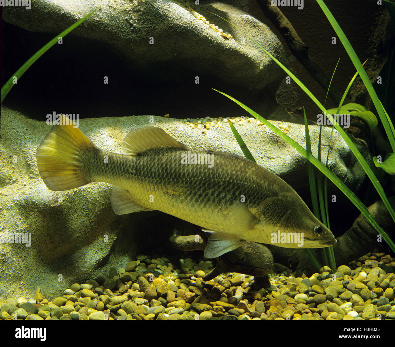 Giant lates hi-res stock photography and images - Alamy