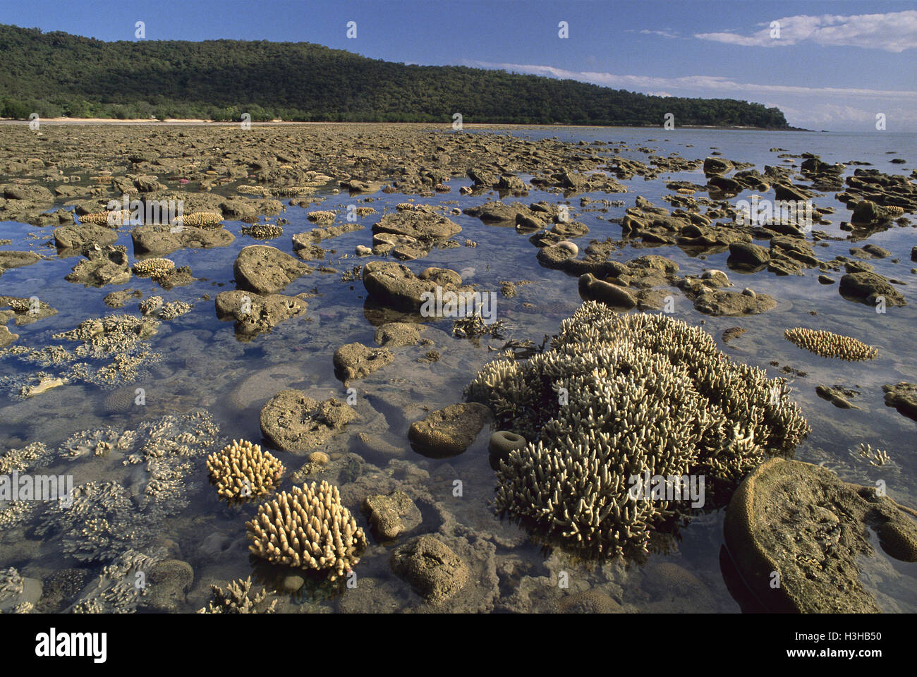 Hard and soft corals exposed at low tide Stock Photo - Alamy