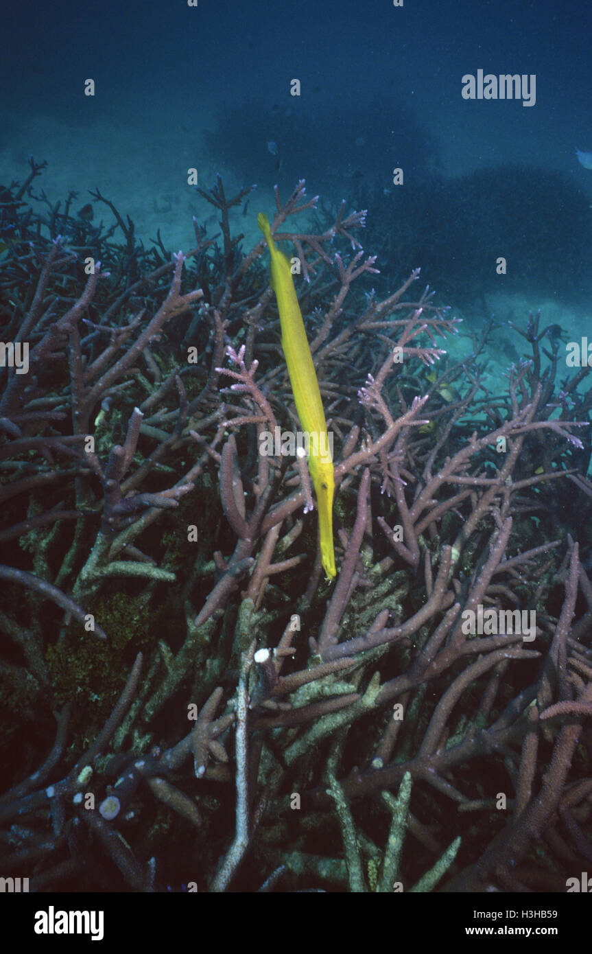 Chinese trumpetfish (Aulostomus chinensis Stock Photo - Alamy Chinese trumpetfish (Aulostomus chinensis Stock Photo - Alamy
