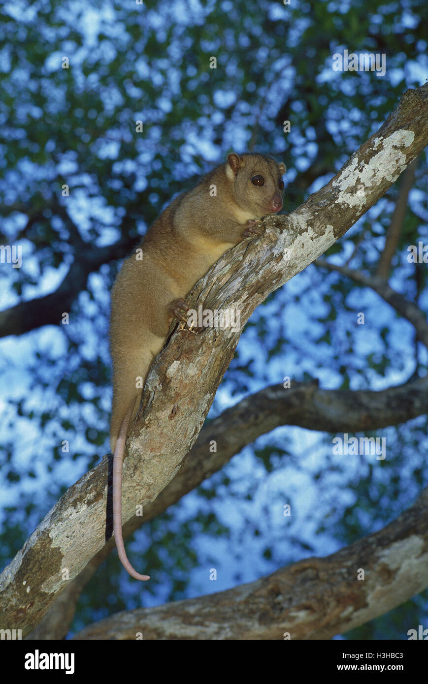 Phalanger hi-res stock photography and images - Alamy