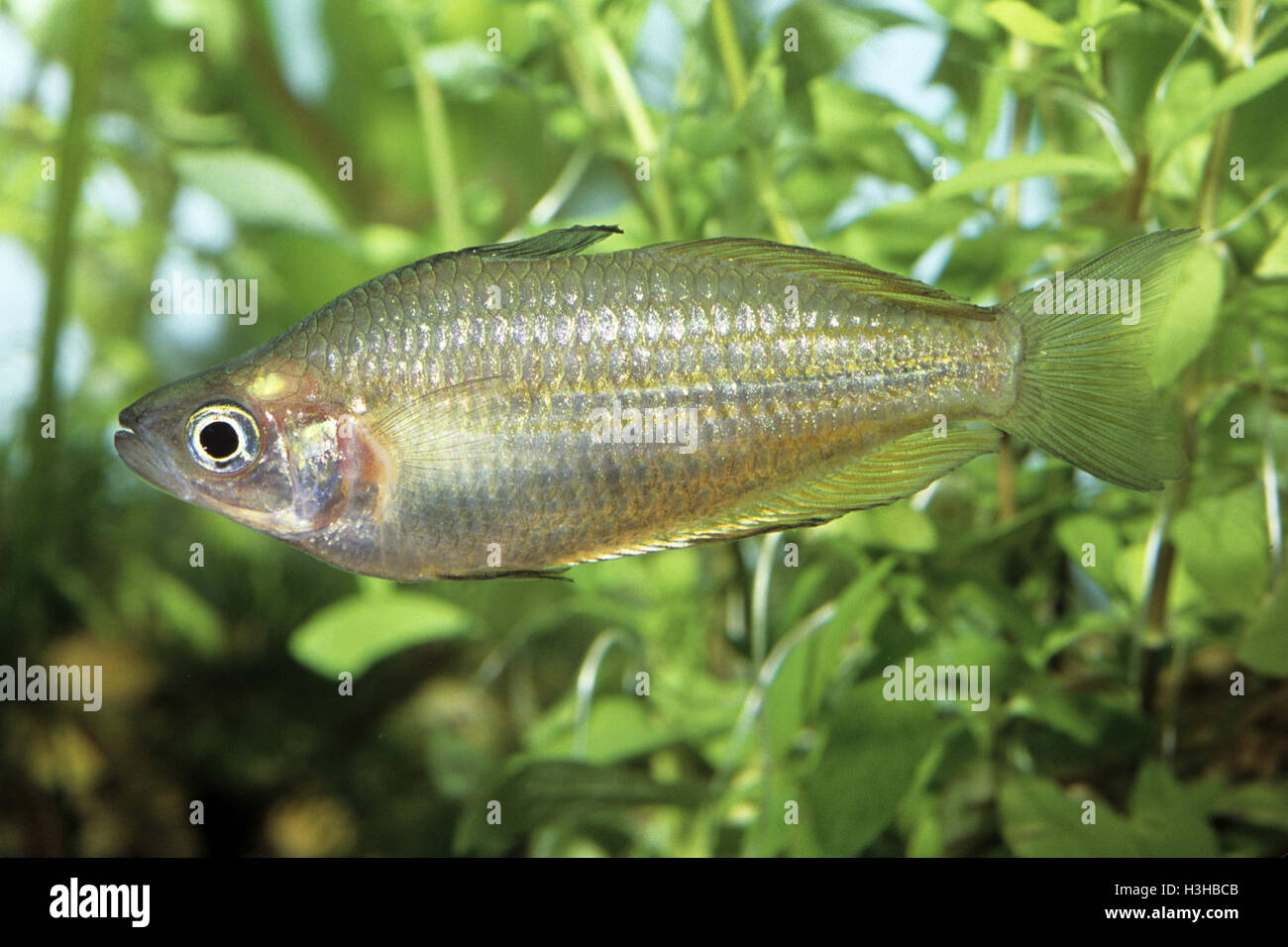 Melanotaenia hi-res stock photography and images - Alamy