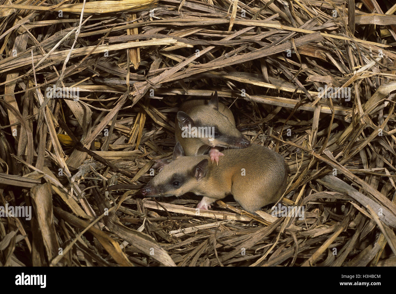 Echymipera hi-res stock photography and images - Alamy