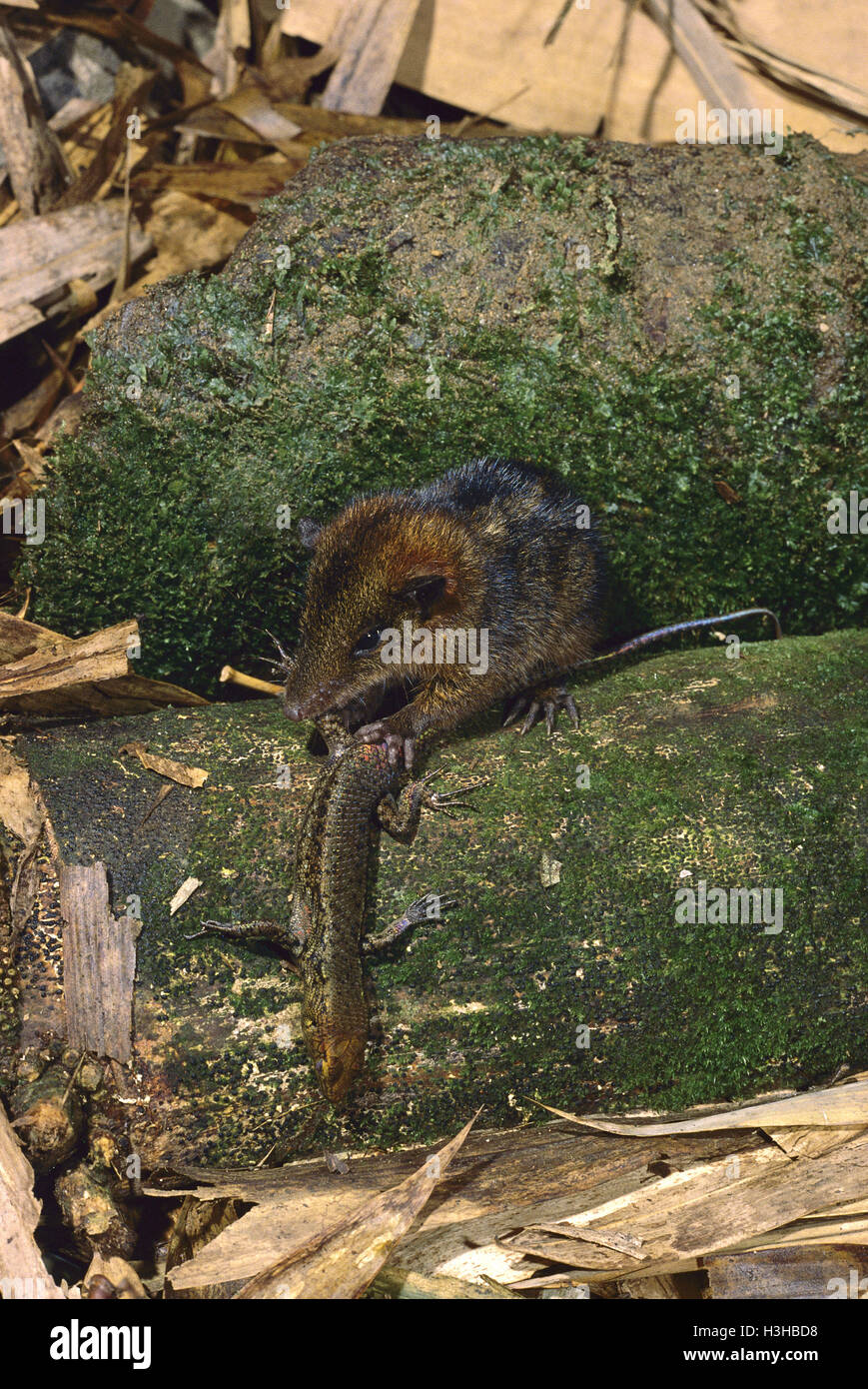 Dasyurid marsupial hi-res stock photography and images - Alamy