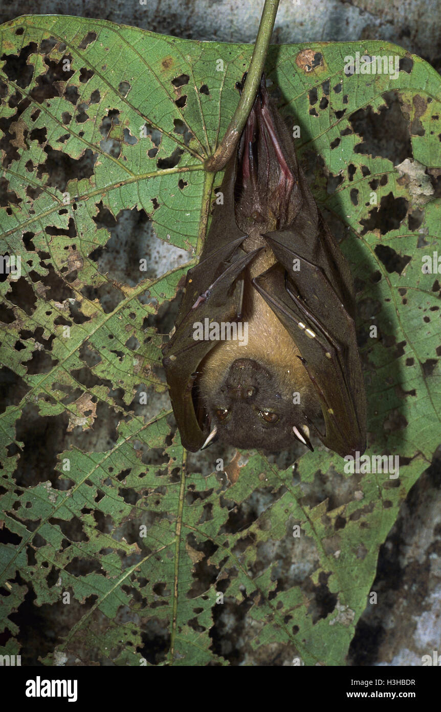 Tube nosed fruit bat hi-res stock photography and images - Alamy