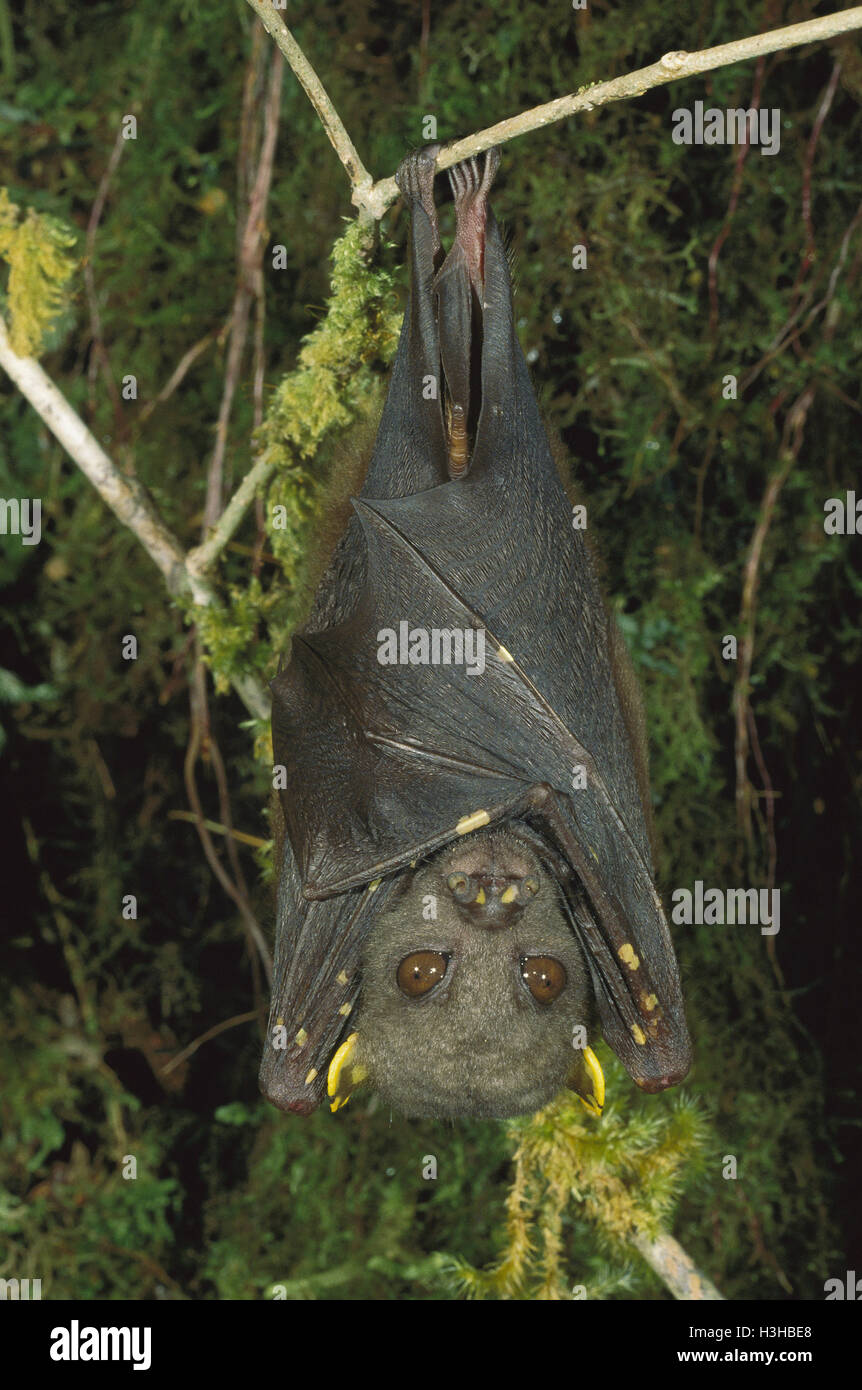 Common tube nosed fruit bat hi-res stock photography and images - Alamy