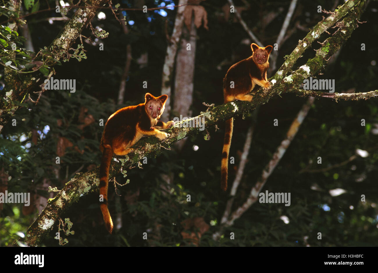 Endangered tree kangaroo hi-res stock photography and images - Alamy