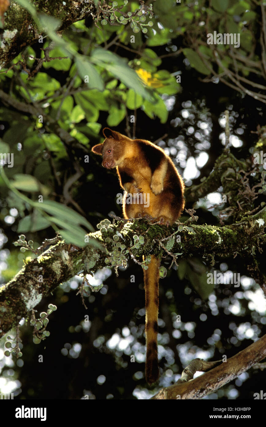Goodfellow's tree-kangaroo (Dendrolagus goodfellowi Stock Photo - Alamy