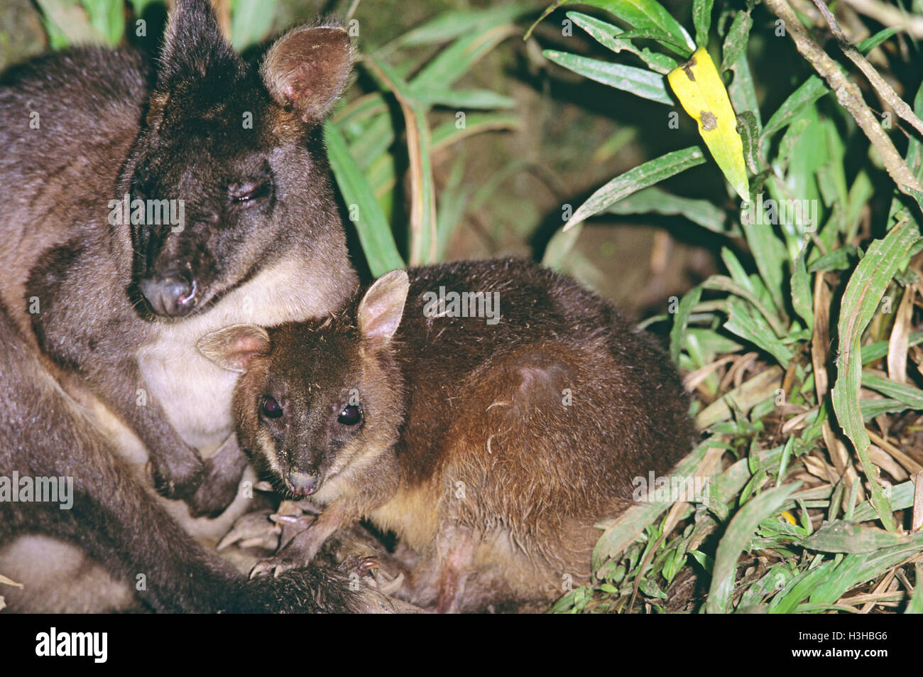 Dusky pademelon (Thylogale brunii Stock Photo - Alamy