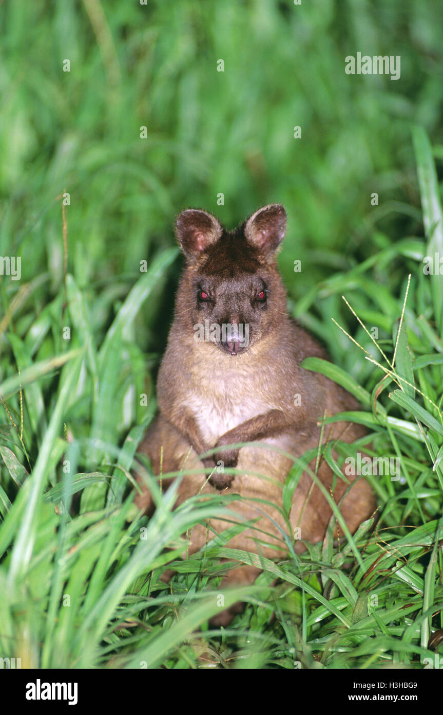 Thylogale bruni hi-res stock photography and images - Alamy