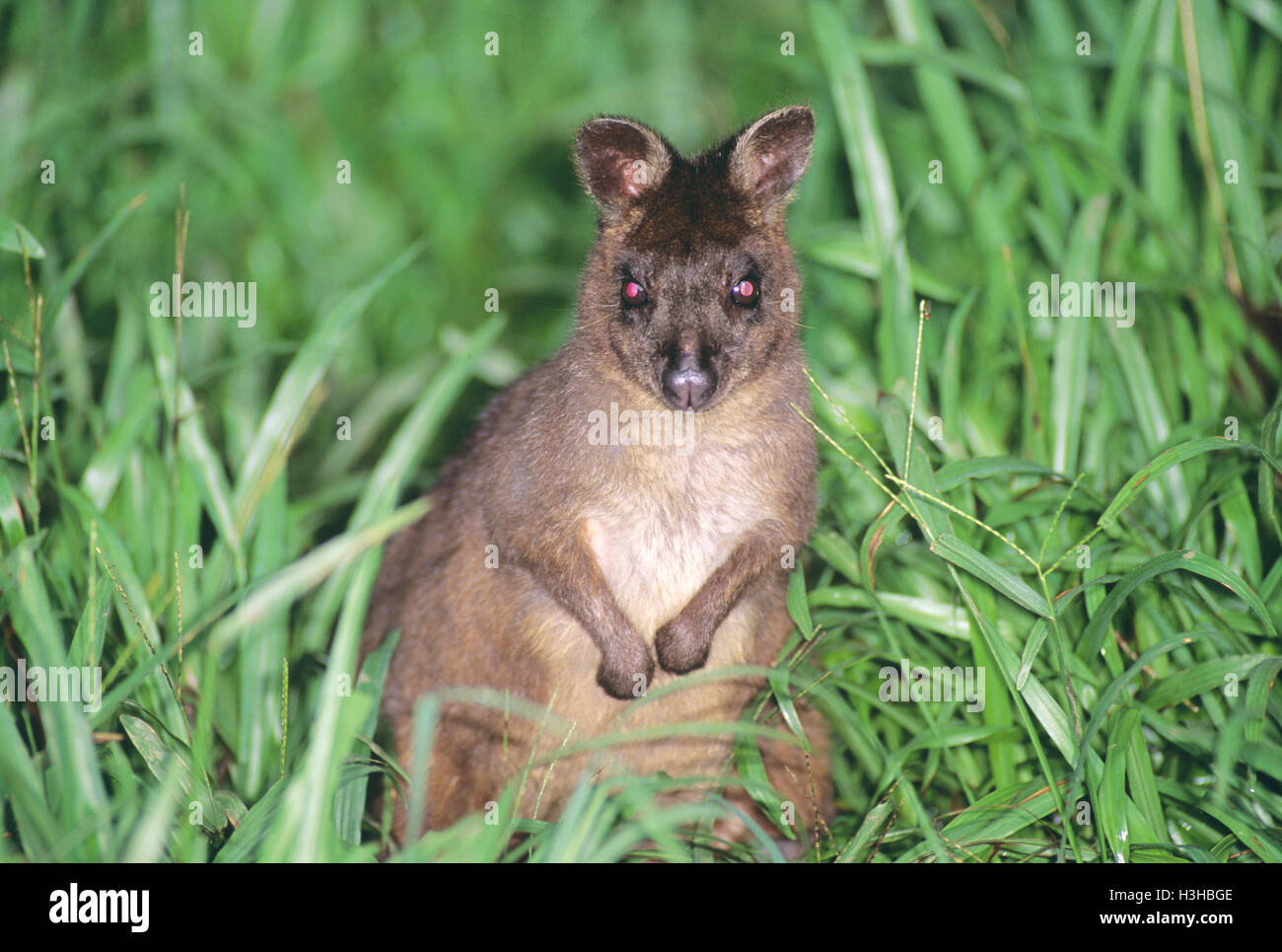 Dusky pademelon (Thylogale brunii Stock Photo - Alamy