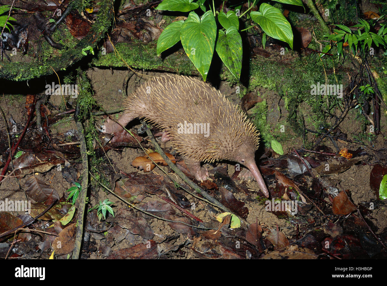 Eastern long-beaked echidna (Zaglossus bartoni Stock Photo - Alamy