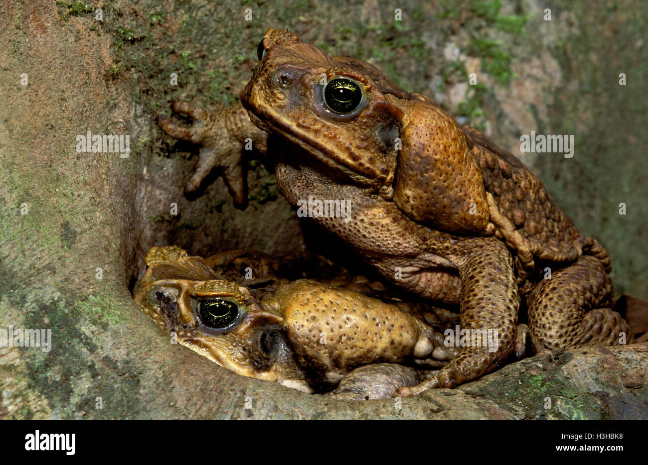 Parotid glands hi-res stock photography and images - Alamy