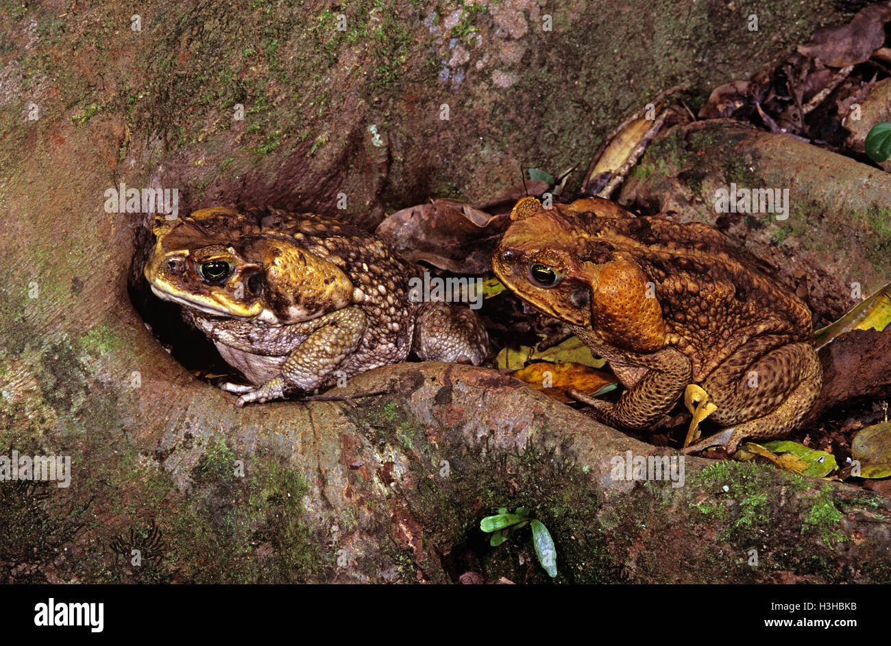 Cane toad parotid glands hi-res stock photography and images - Alamy