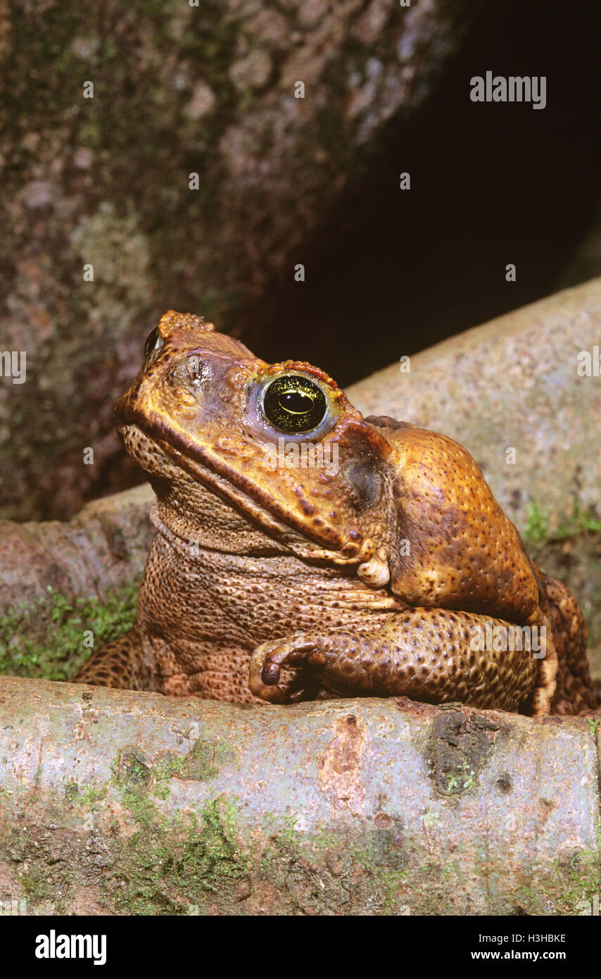 Parotid glands hi-res stock photography and images - Alamy