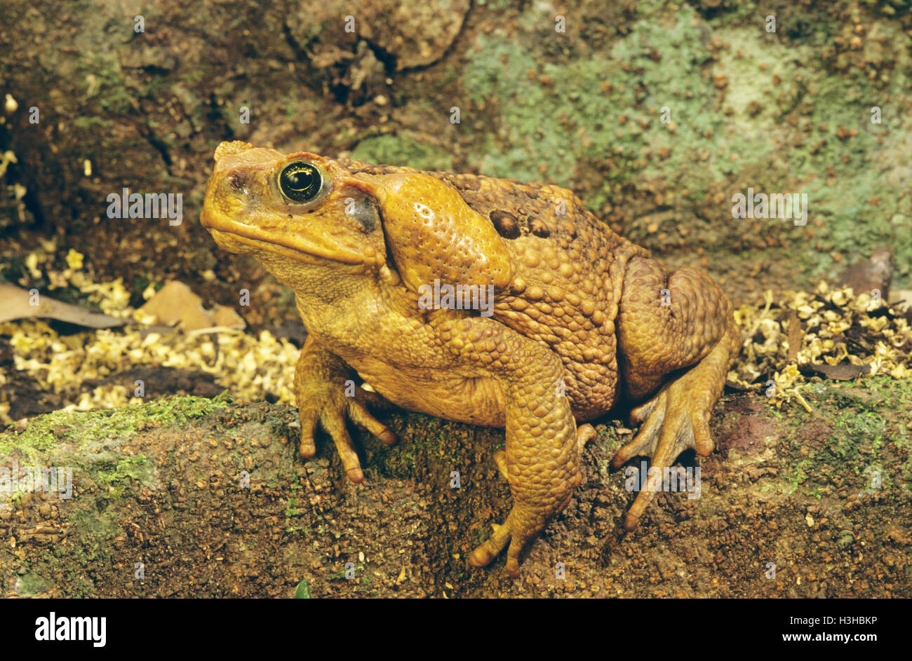 Parotid glands hi-res stock photography and images - Alamy