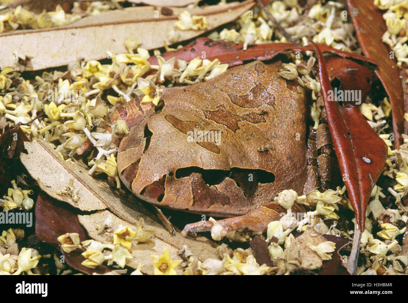 Schevilles barred frog hi-res stock photography and images - Alamy