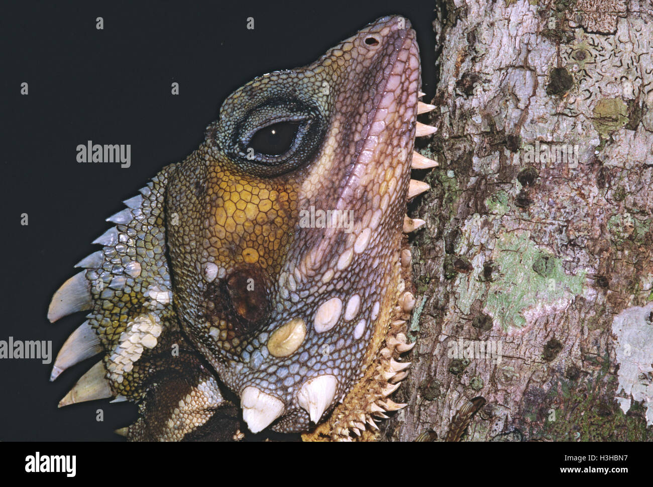 Boyd's forest dragon (Hypsilurus boydii Stock Photo - Alamy
