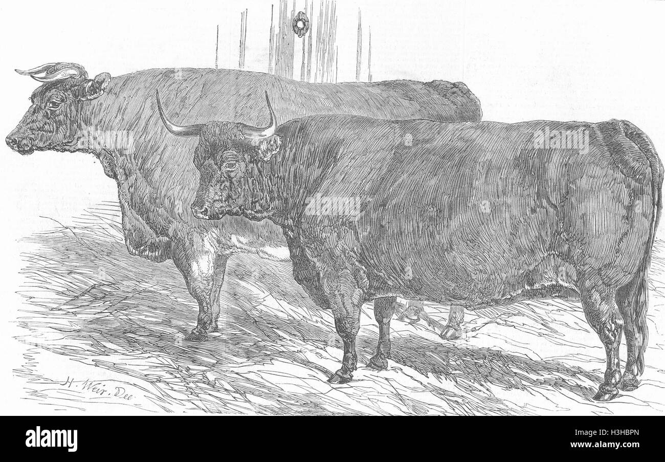 COWS North Devon & short-horned oxen 1849. Illustrated London News ...