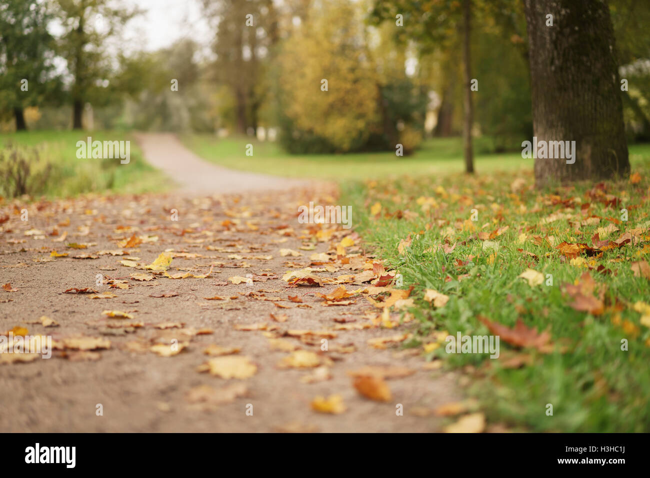 fallen maple leaves on the path in park Stock Photo - Alamy