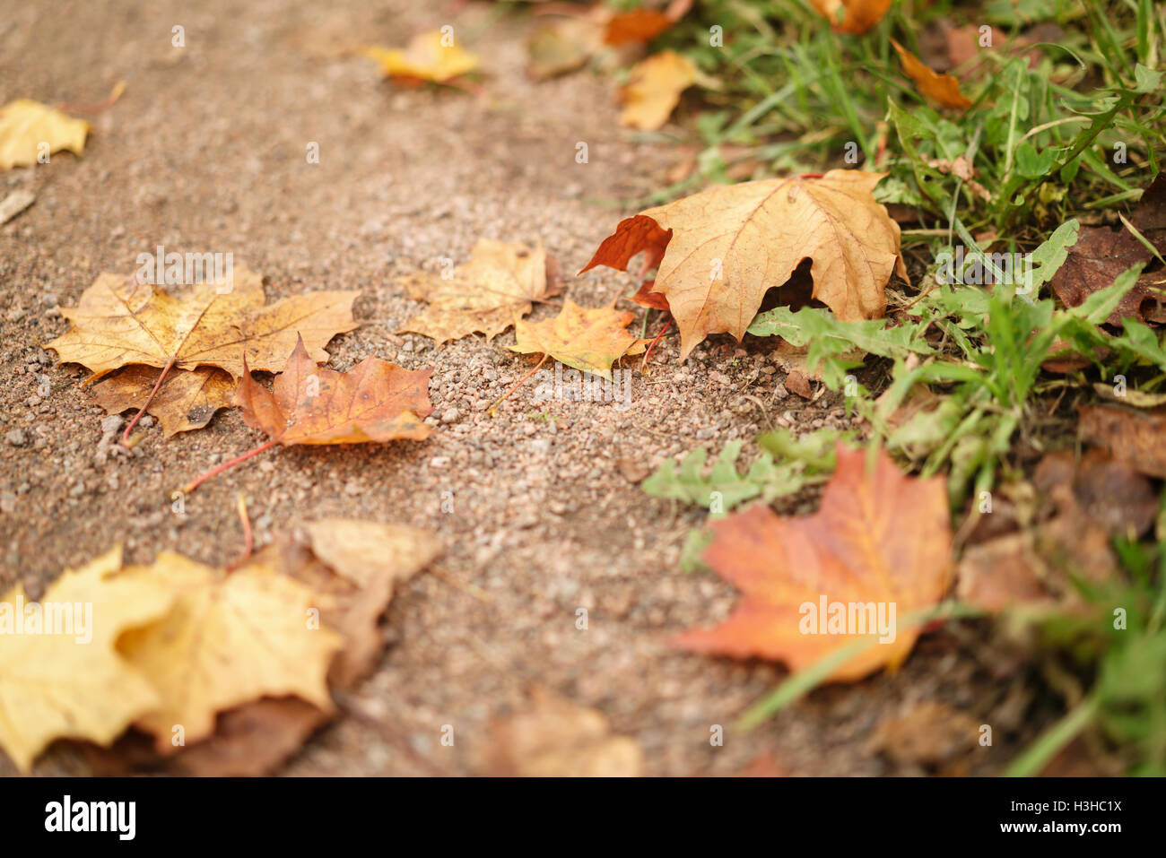 fallen maple leaves on the path in park Stock Photo - Alamy