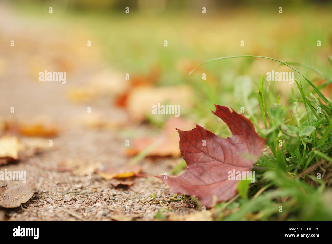 fallen maple leaves on the path in park Stock Photo - Alamy