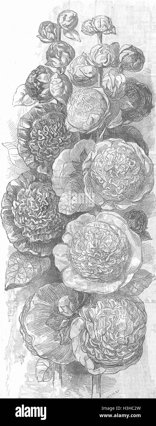 Prize flowers hi-res stock photography and images - Alamy