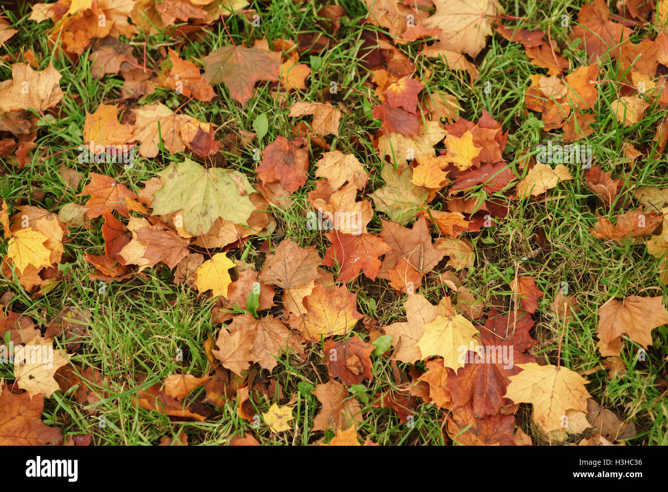 fallen maple leaves on the ground in park Stock Photo - Alamy