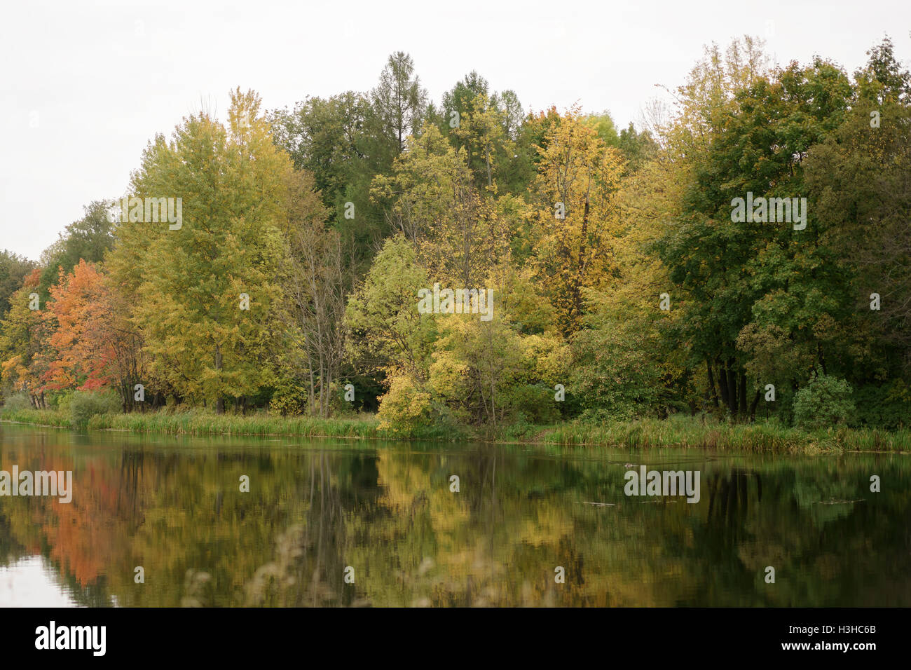 autumn landscape with beautiful colored trees near pond Stock Photo - Alamy
