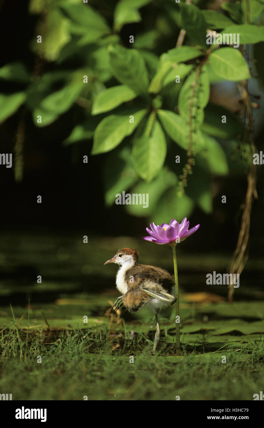 Father builds nest hi-res stock photography and images - Alamy