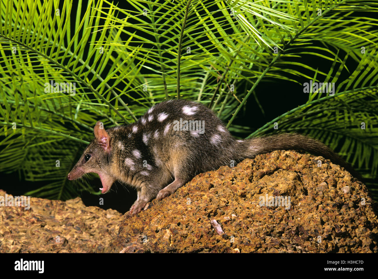 Northern quoll (Dasyurus hallucatus Stock Photo - Alamy