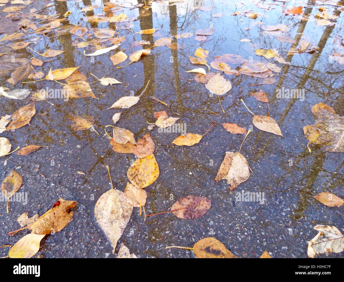 Autumn leaves in a puddle. Yellow and brown. Reflected tree trunks and ...