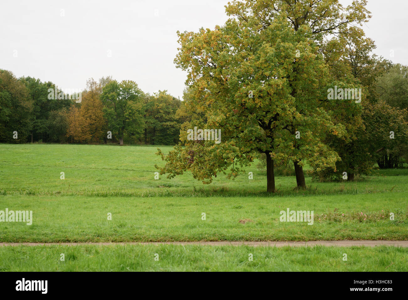 early autumn landscape in park with field and tree Stock Photo - Alamy