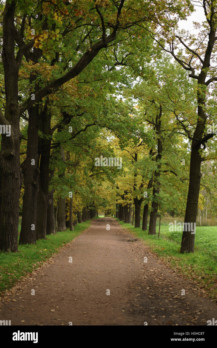 oak alley in park in early autumn Stock Photo - Alamy