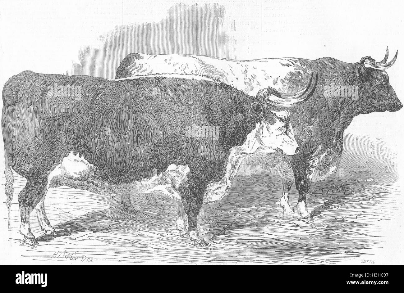 Ox oxen Black and White Stock Photos & Images - Alamy
