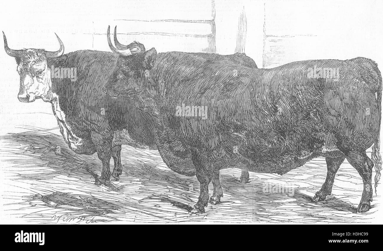 Prize oxen hi-res stock photography and images - Alamy