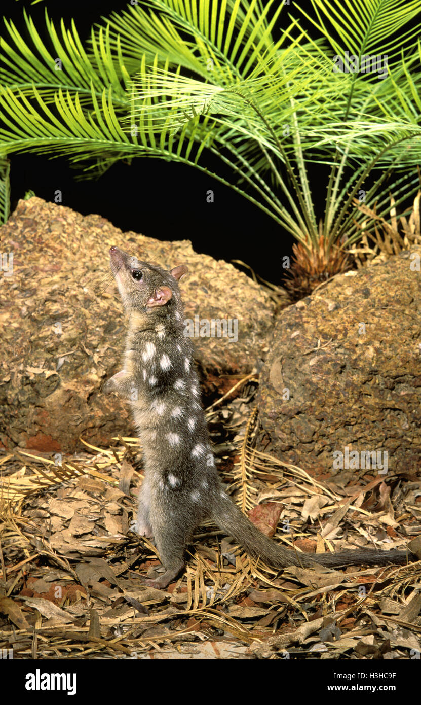 Northern quoll (Dasyurus hallucatus Stock Photo - Alamy