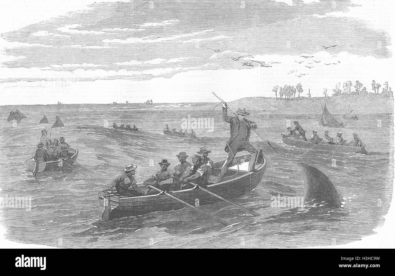 SOUTH CAROLINA Chasing devil-fish 1858. Illustrated London News Stock ...