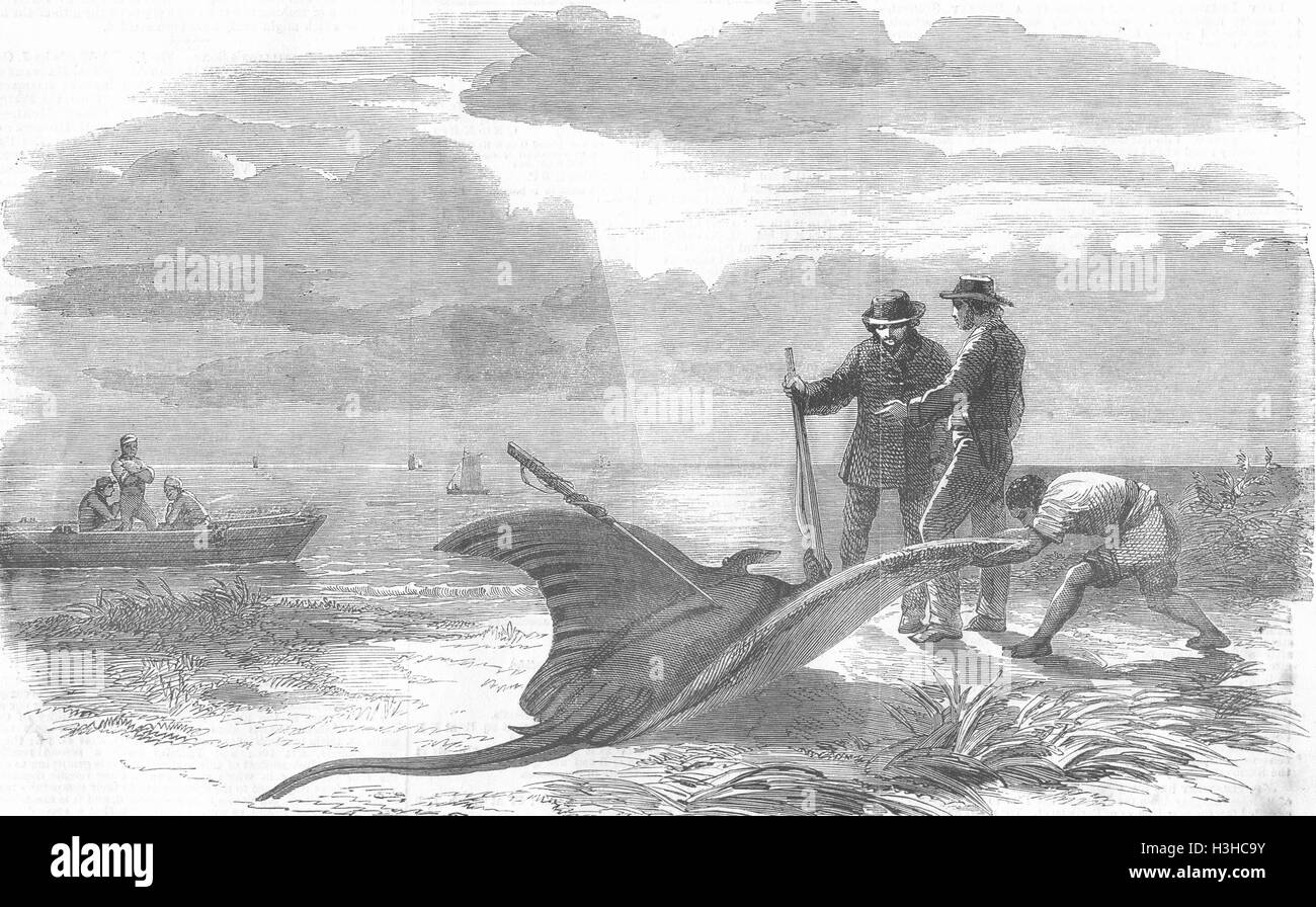 Chasing Victory High Resolution Stock Photography and Images - Alamy