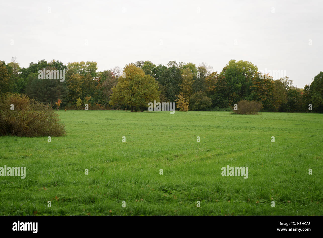 early autumn landscape in park with field and tree Stock Photo - Alamy