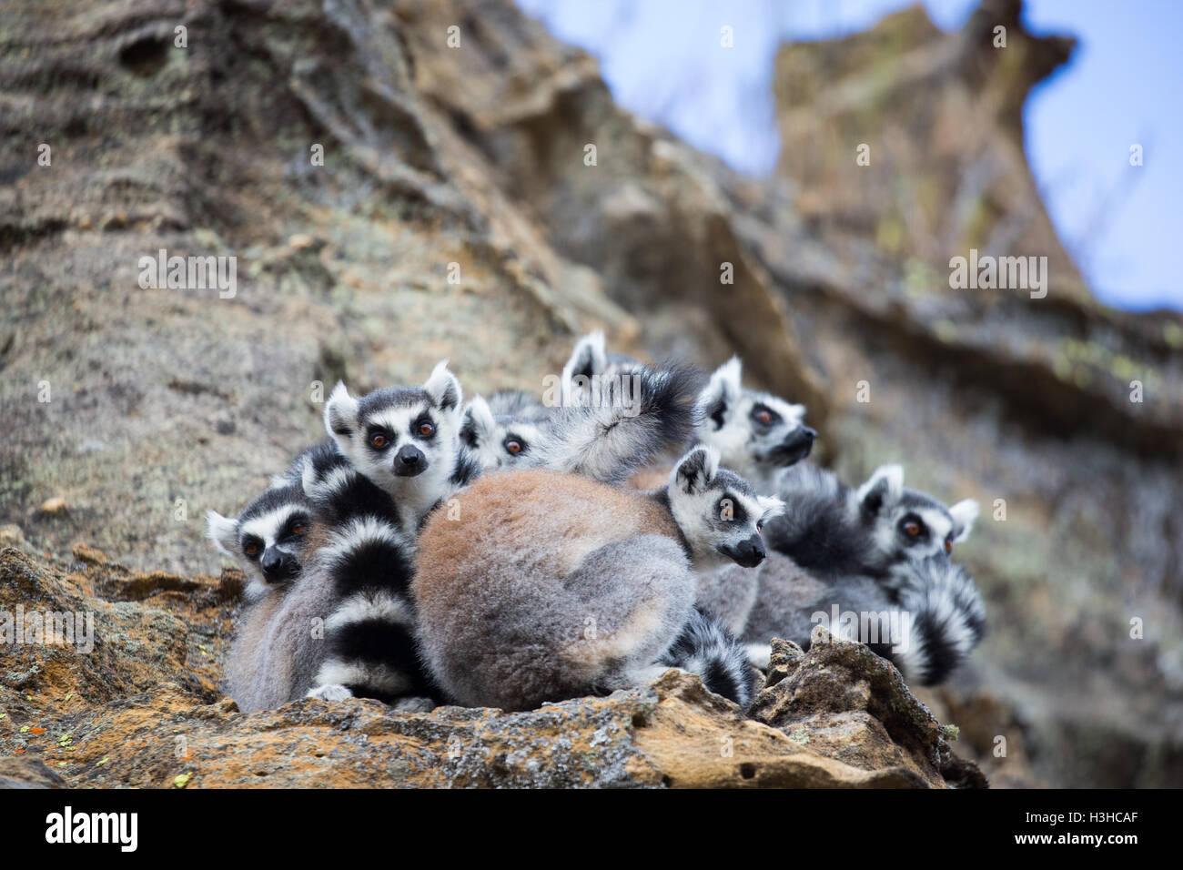 Ring-tailed Lemur group, huddled together Stock Photo - Alamy