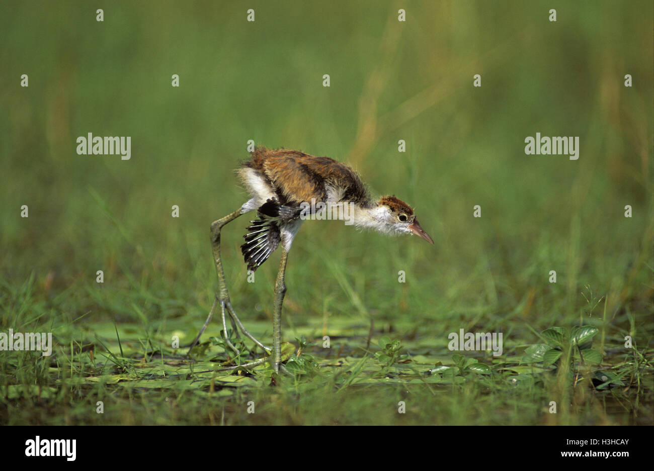 Australian bird with long legs hi-res stock photography and images - Alamy