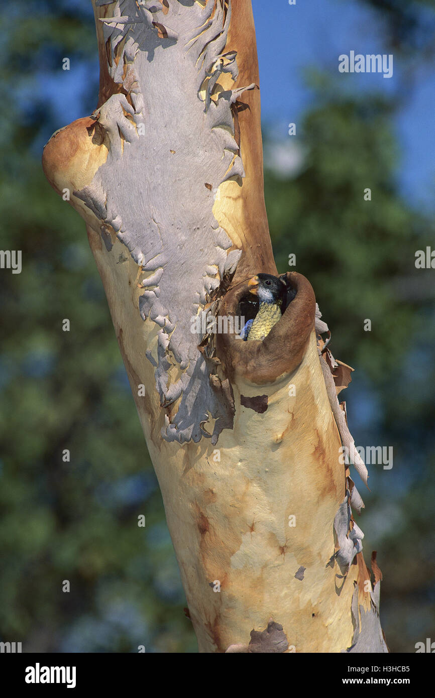 Rosella smutty hi-res stock photography and images - Alamy