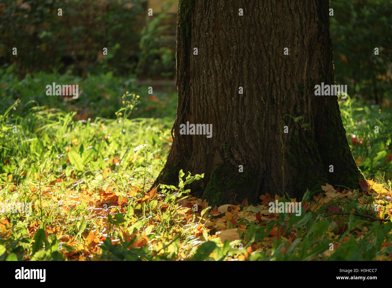 old maple tree with leaves on the ground Stock Photo - Alamy