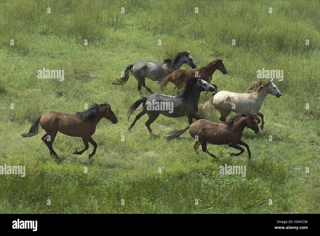 Horse (Equus caballus Stock Photo - Alamy