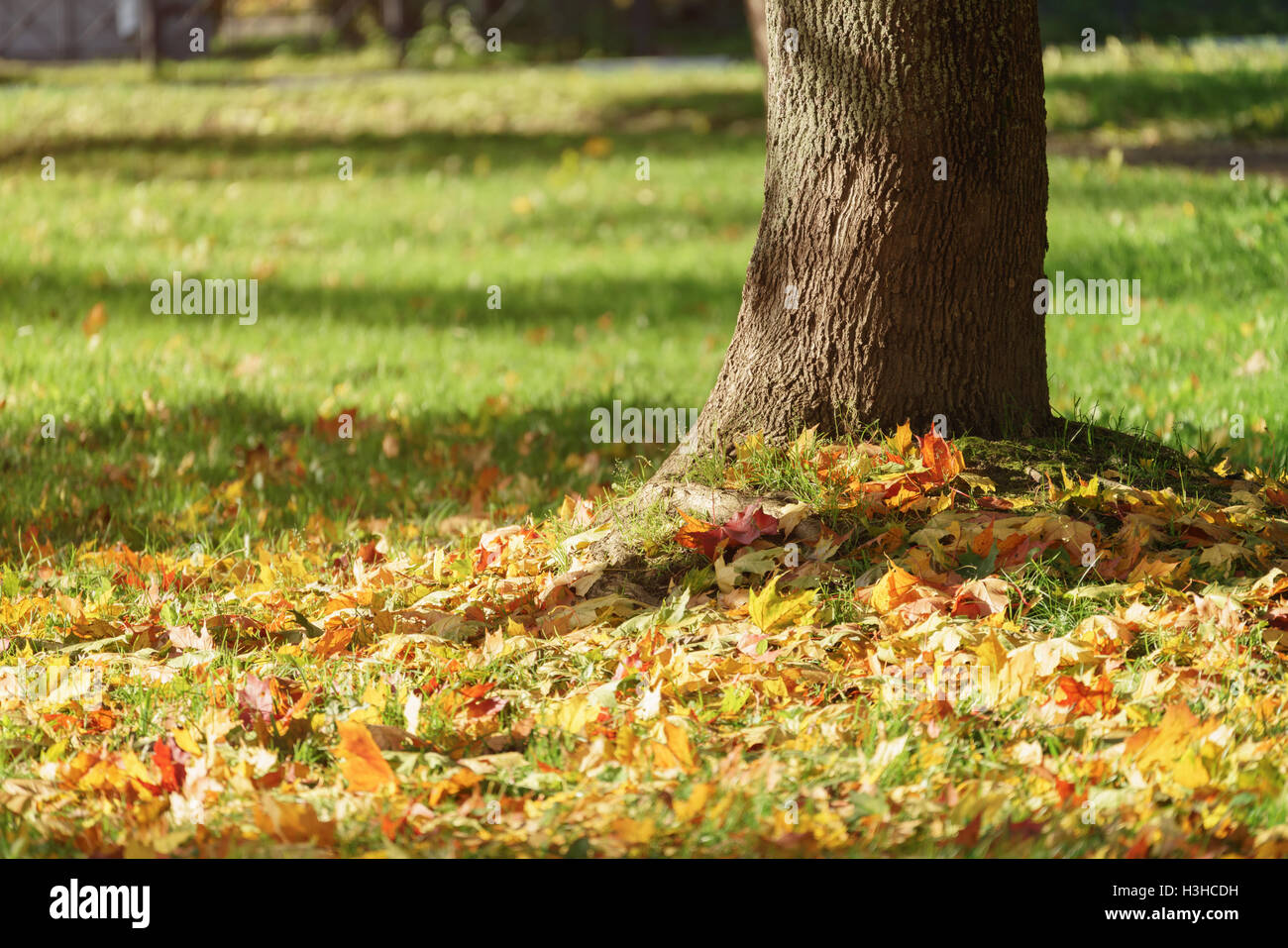 old maple tree with leaves on the ground Stock Photo - Alamy