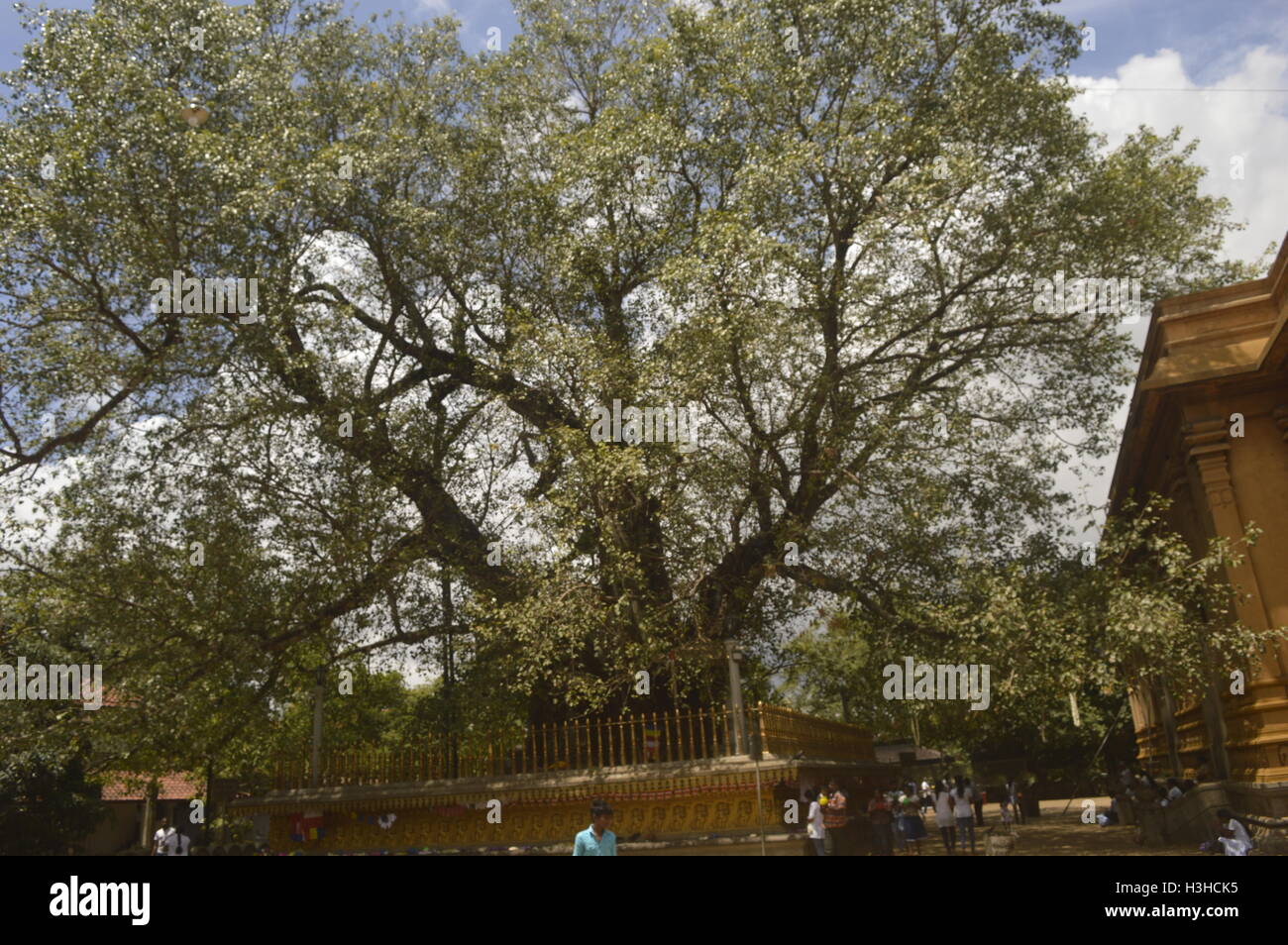 Kelaniya bodhi tree hi-res stock photography and images - Alamy