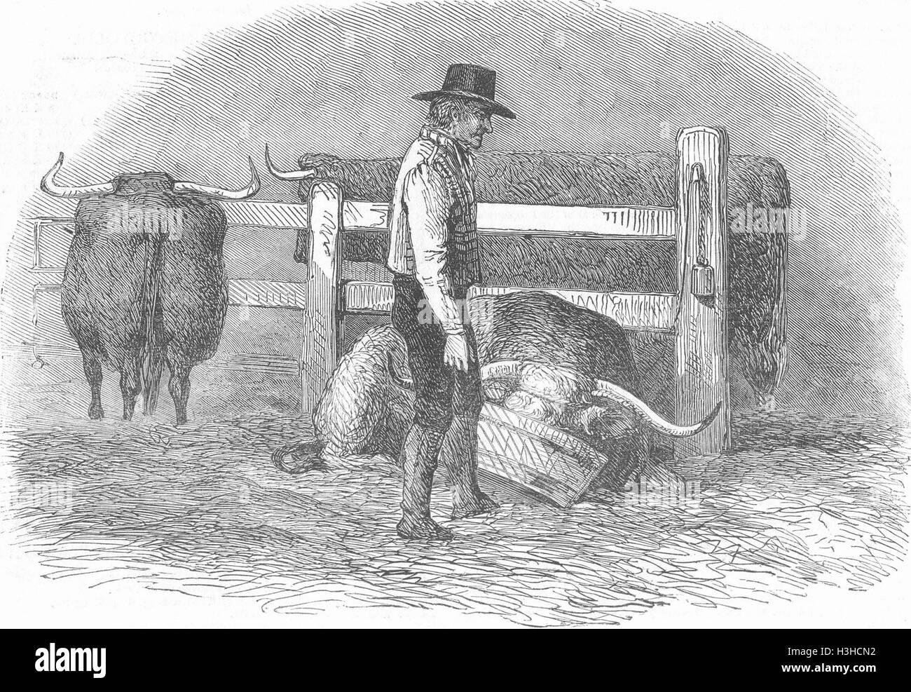 FARMING Feeding 1849. Illustrated London News Stock Photo - Alamy