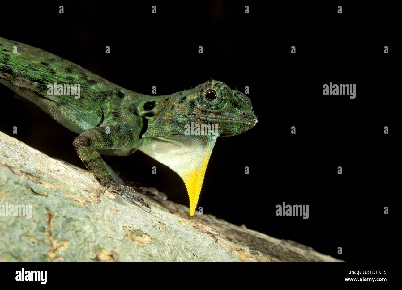 Common flying dragon (Draco volans Stock Photo - Alamy
